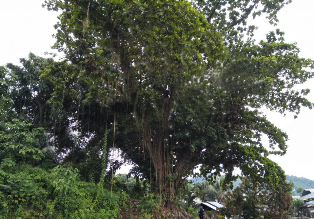 Pohon di Desa Bulawan ini Punya Cerita Yang Bikin Merinding. | Lensa Sulut